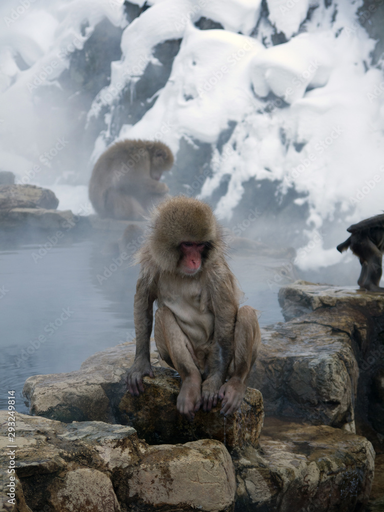Cute Japanese Snow monkeys relaxing in onsen with steam rising from hot ...