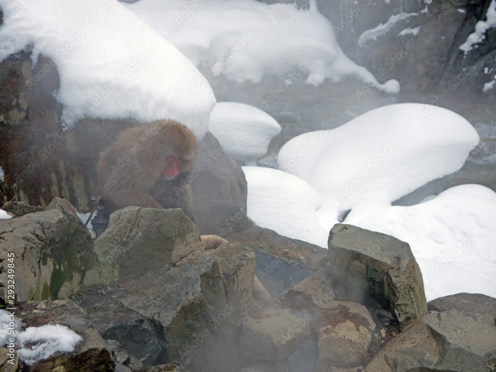 Foto Stock Cute Japanese Snow monkeys relaxing in onsen with steam ...
