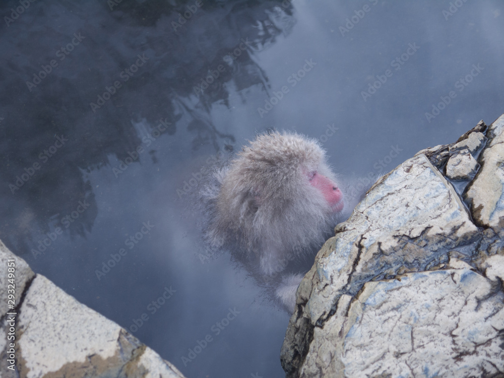 Cute Japanese Snow monkey relaxing in onsen hot spring water in ...
