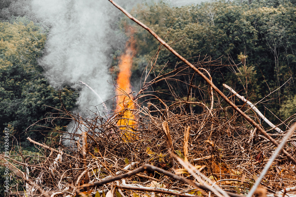 Forest fire. fallen tree is burned to the ground a lot of smoke when ...