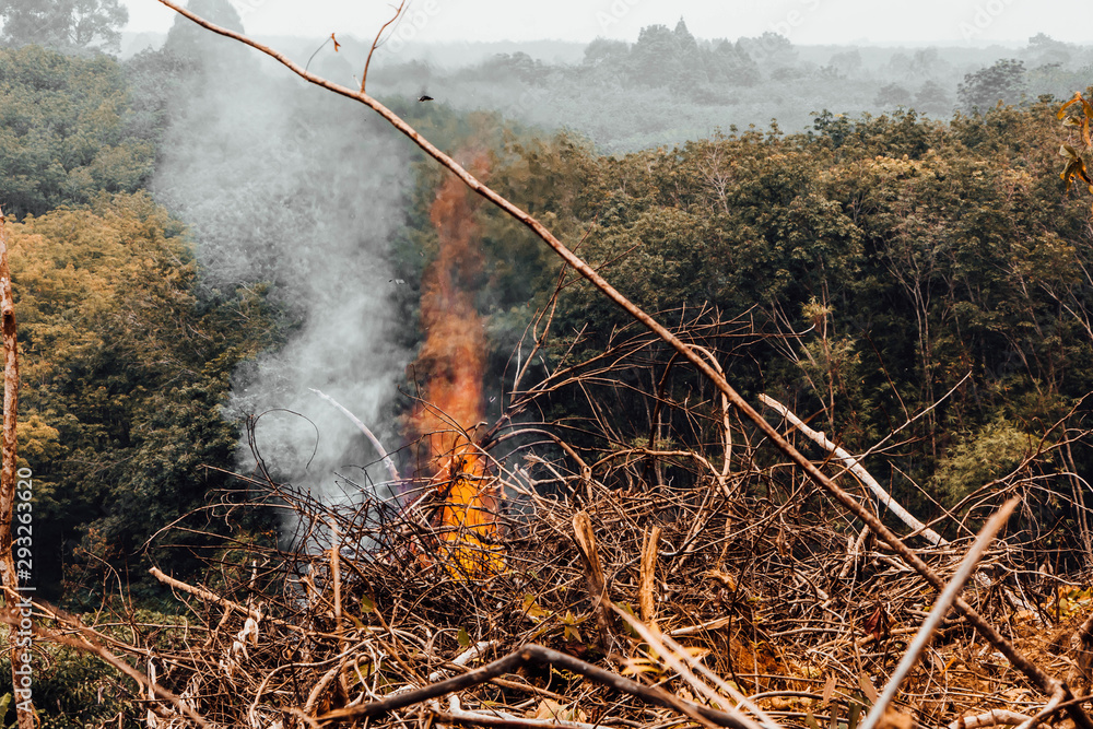 Forest fire. fallen tree is burned to the ground a lot of smoke when ...