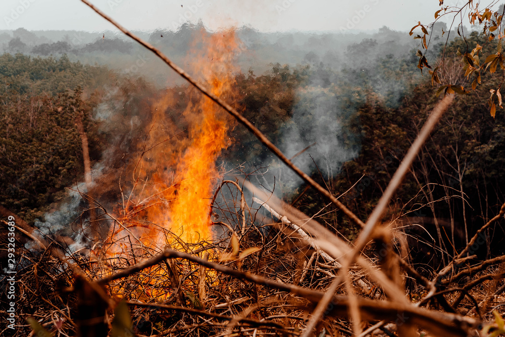 Forest fire. fallen tree is burned to the ground a lot of smoke when ...
