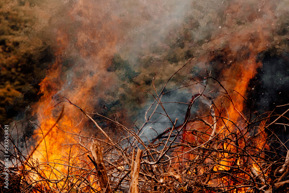 Forest fire. fallen tree is burned to the ground a lot of smoke when ...