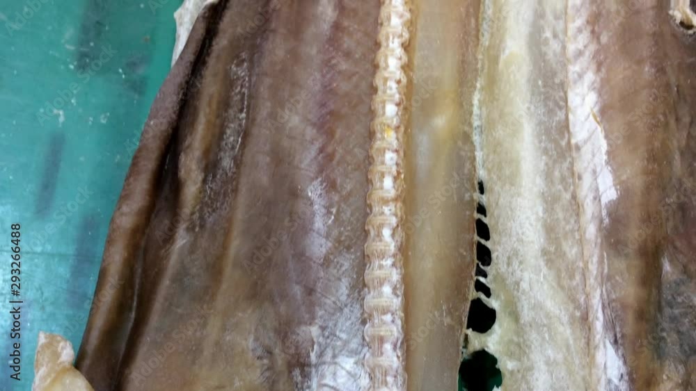 Sun dried and salted Leafscale Gulper Shark centrophorus sqamosus buy ...