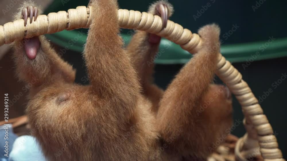Vidéo Stock Costa Rican three toed sloths Rehabilitating at a Rescue ...