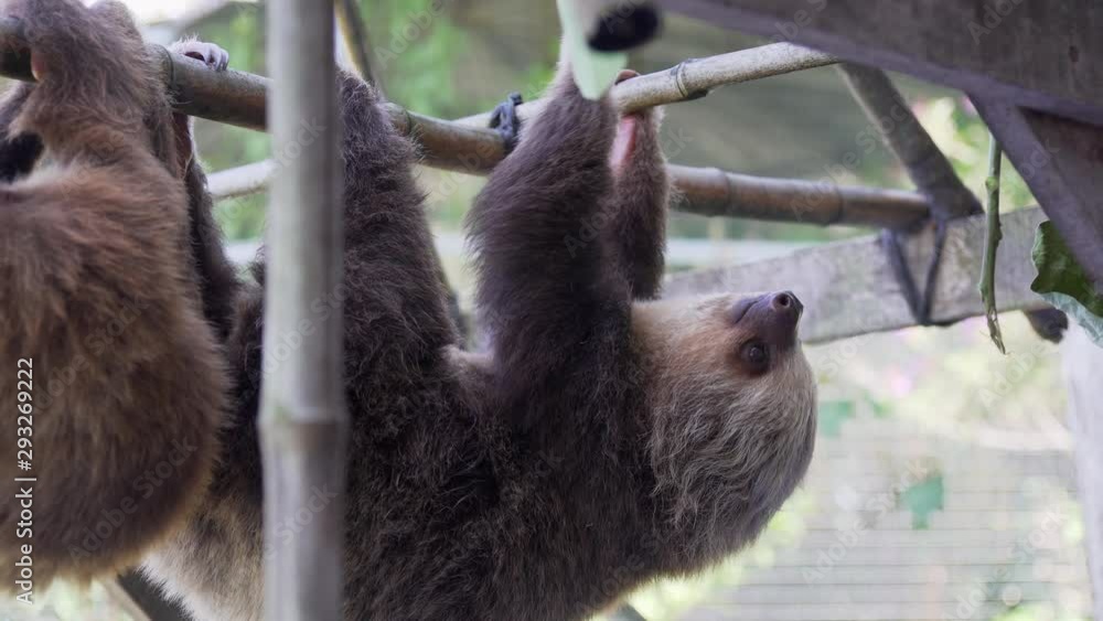 Costa Rican three toed sloths Rehabilitating at a Rescue Facility. Many ...