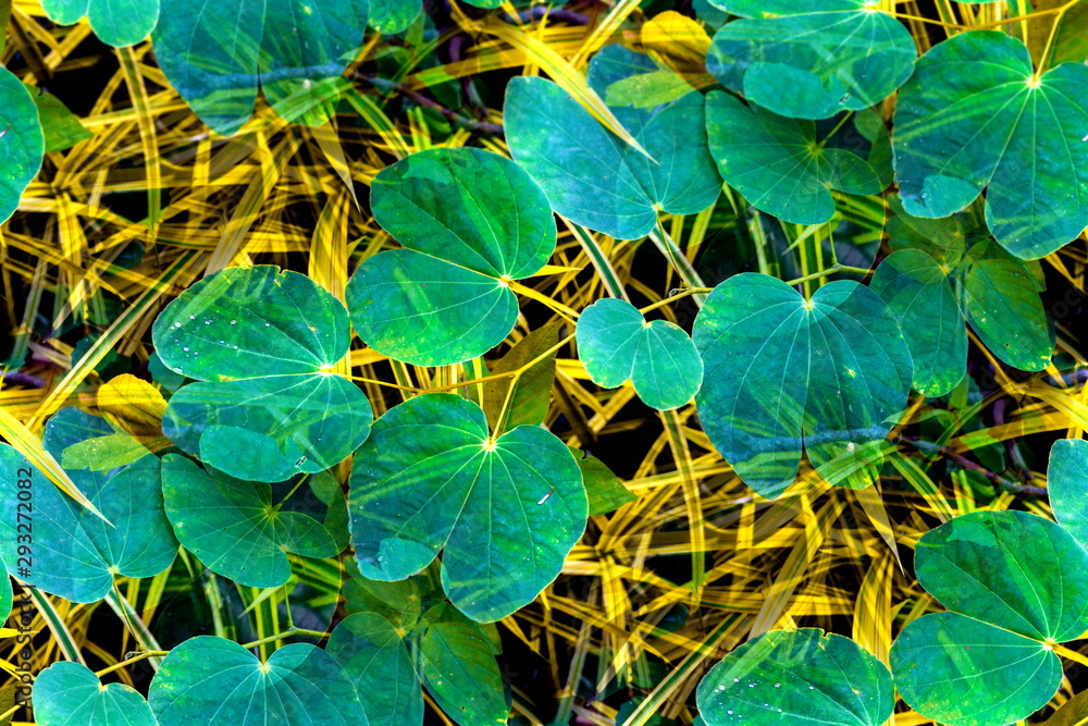 Bauhinia Purpurea (Bauhinia Variegata) fresh green leaves on the branch ...