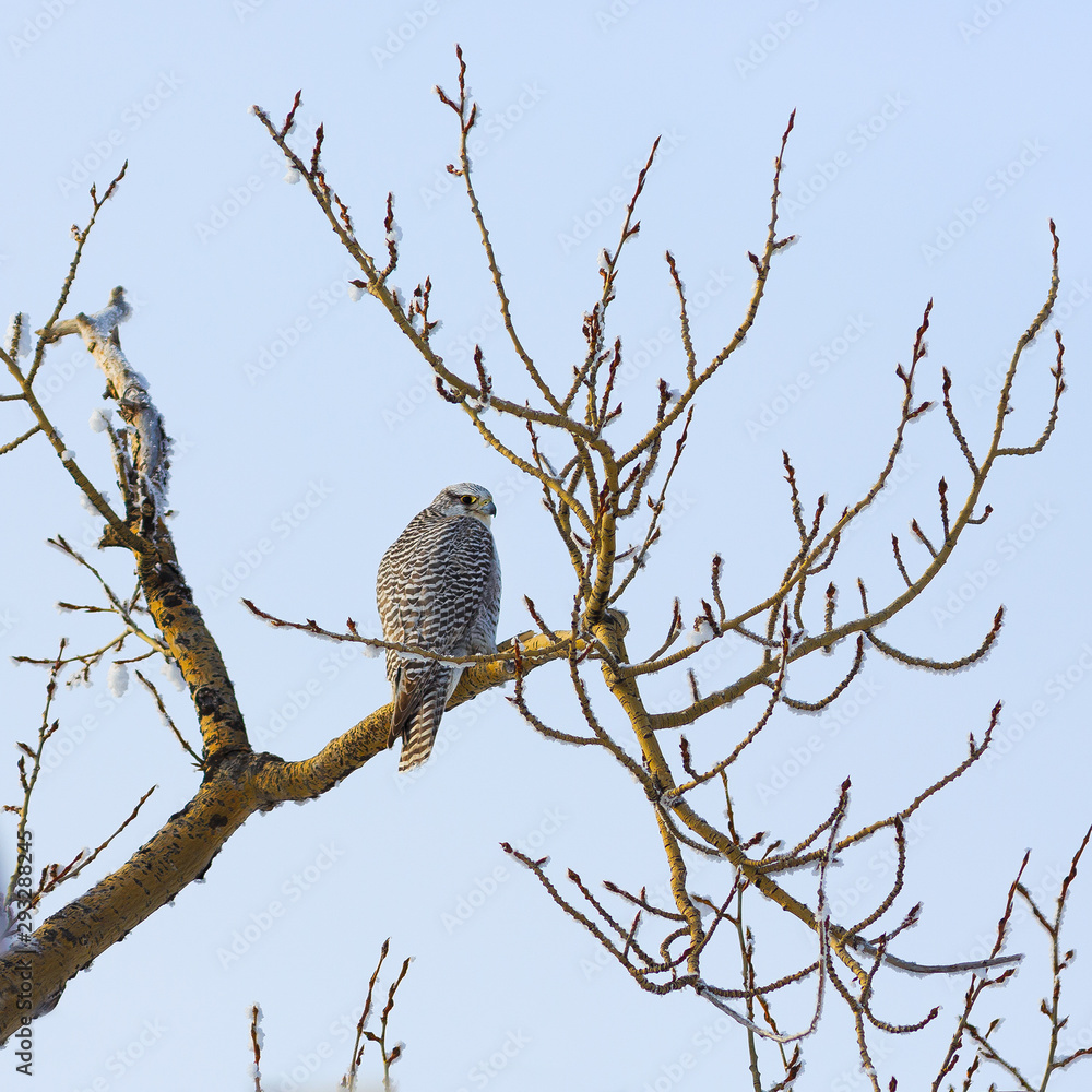 Gyrfalcon (Falco rusticolus). A large falcon sits on the branches of a ...