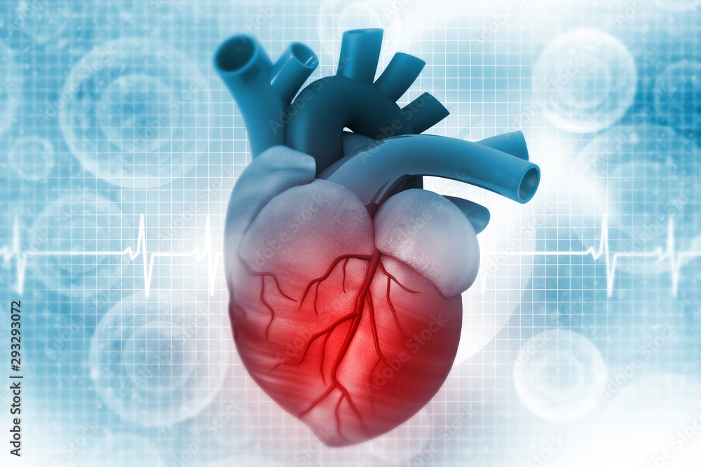 Human heart anatomy on medical background. 3d illustration. Stock ...