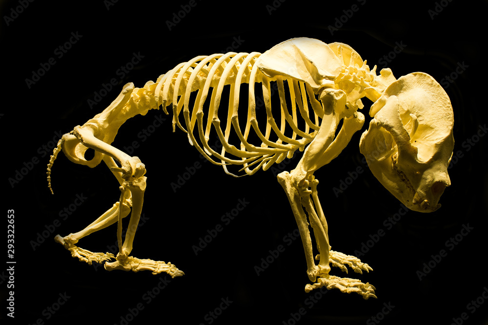 Full Isolated Skeleton from Panda Bear Stock Photo | Adobe Stock