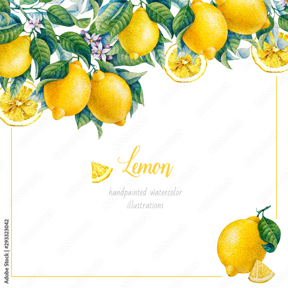 Botanical lemon. Watercolor. Citrus fruit Stock Illustration | Adobe Stock