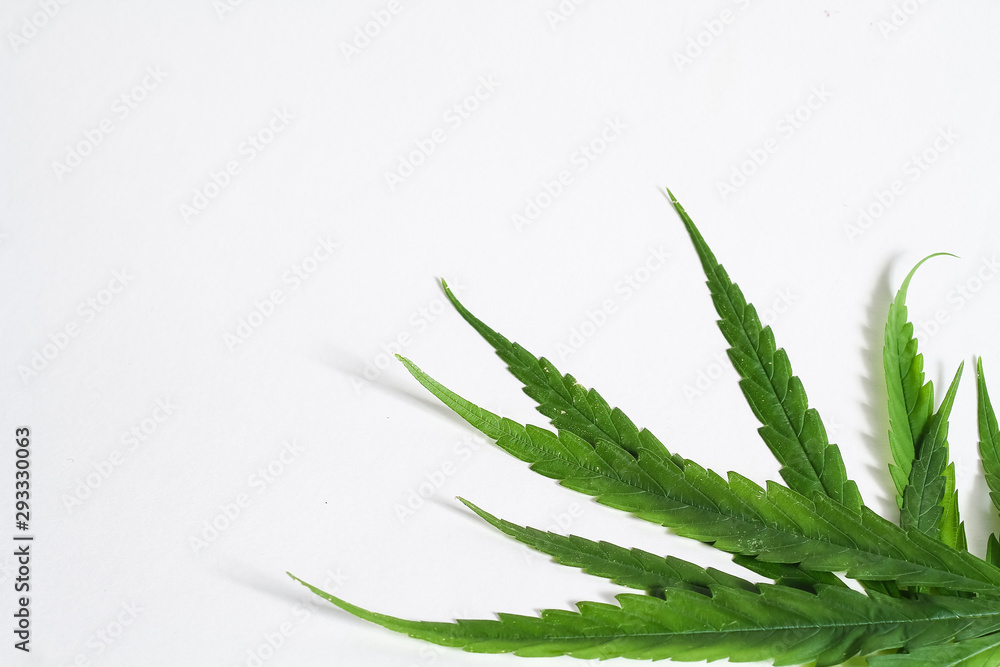 Cannabis leaf close up, marijuana ganja weed leaves on white background ...