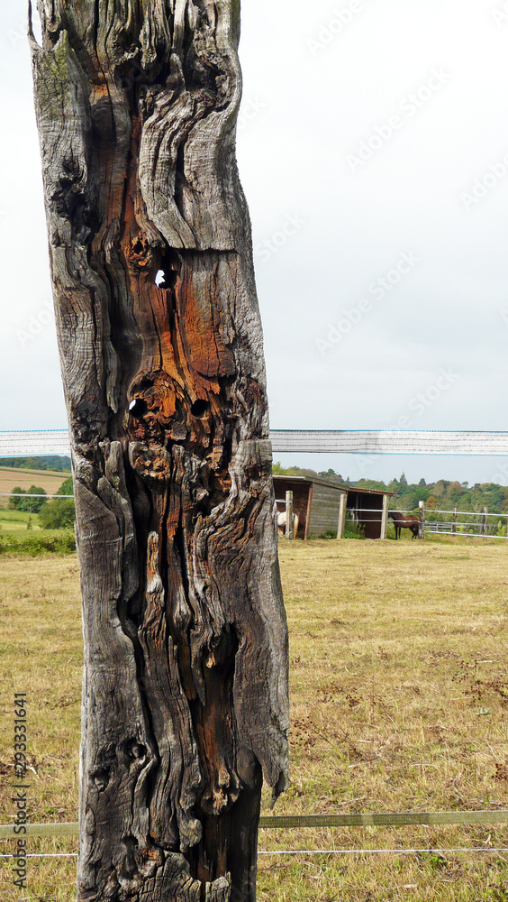 An old tree stump with drills and texture shooted close-up with a focus ...