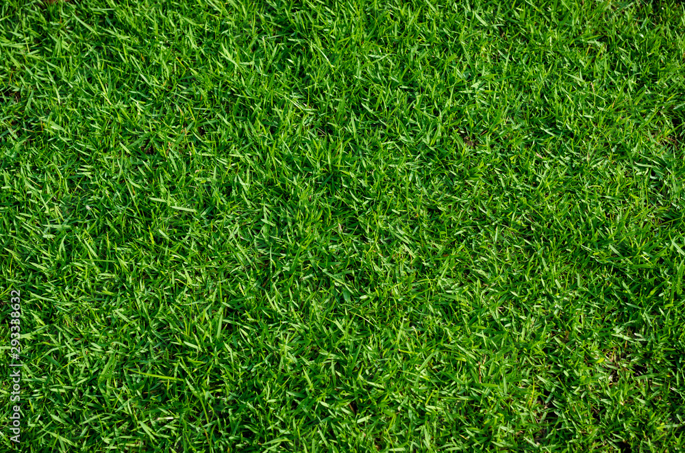 Green Grass Texture For Background Green Lawn Pattern And Texture Background Close Up Stock