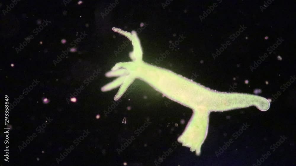 Vidéo Stock Hydra is a genus of small, fresh-water animals of the ...
