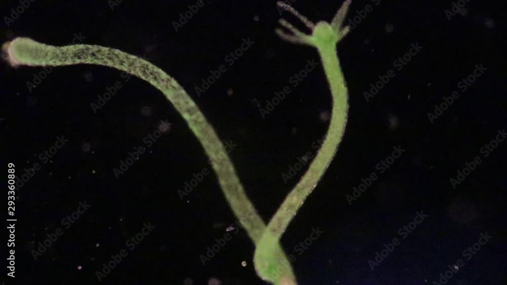 Hydra is a genus of small, fresh-water animals of the phylum Cnidaria ...