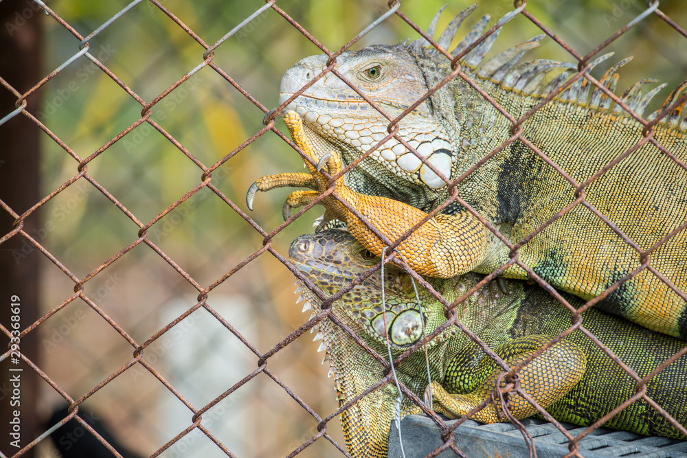 Iguana Teeth
