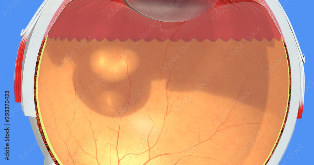 Eye anatomy 07. Sclera, retina, choroid, vitreous and ciliary body ...