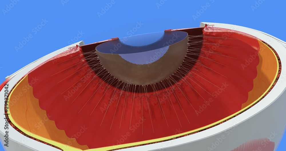 Eye anatomy 23. Sclera, iris, cornea, retina, choroid, ciliary body and ...