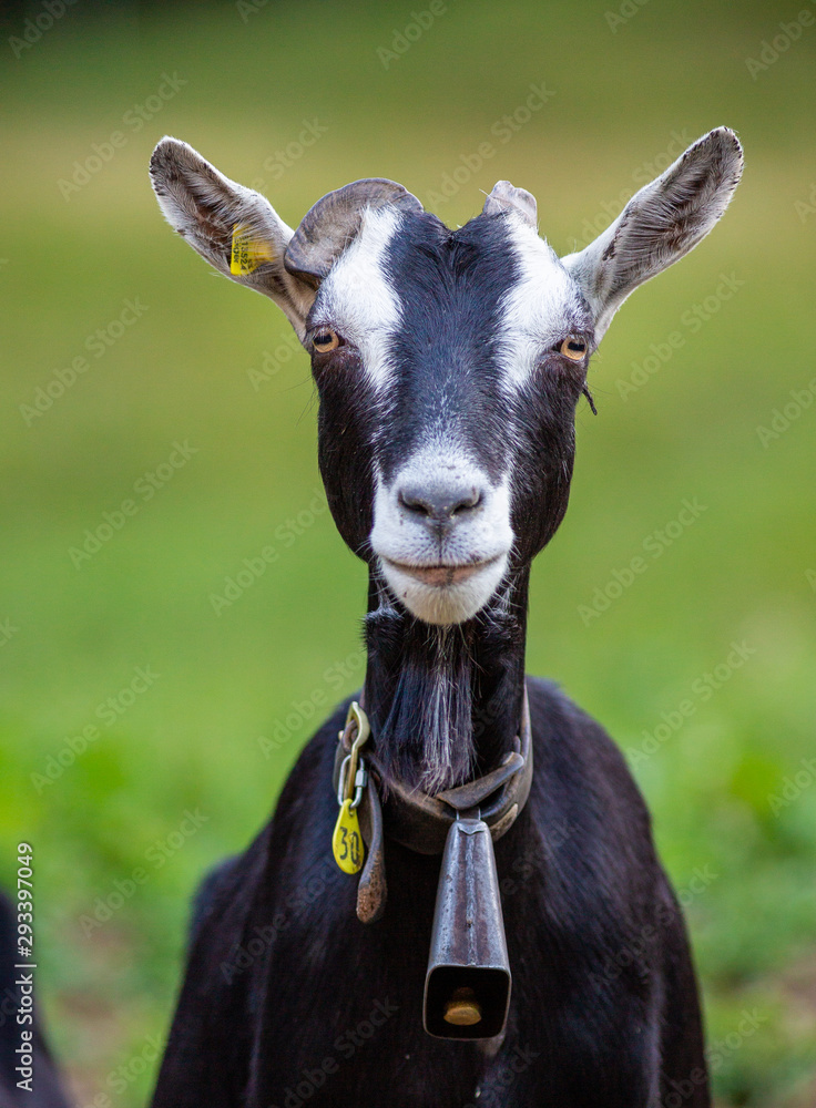 Goat Face