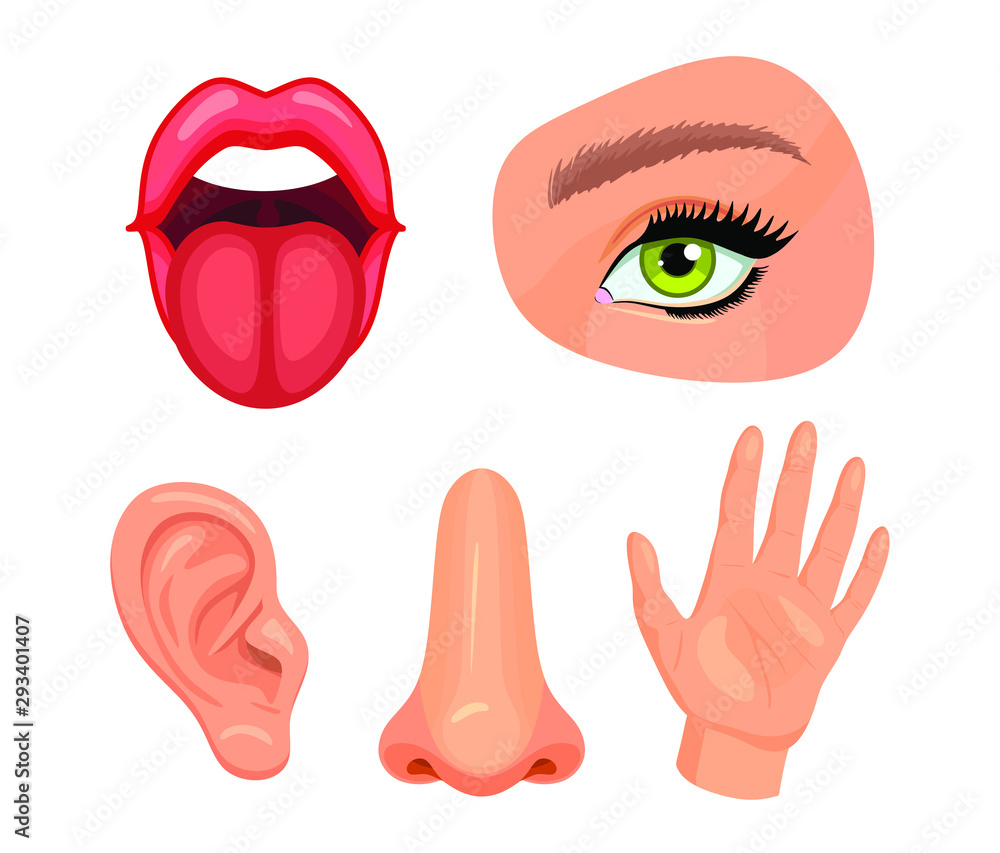 Cartoon sensory organs. Senses organs, eyes vision, nose smell, tongue ...