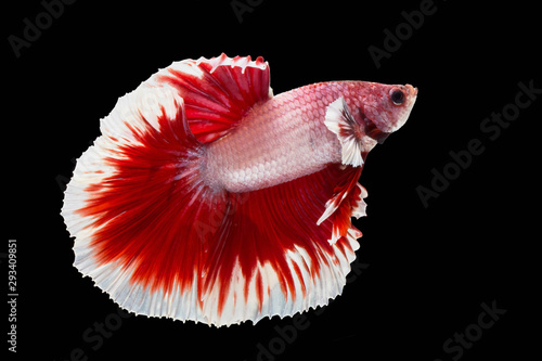 Red And White Betta Fish