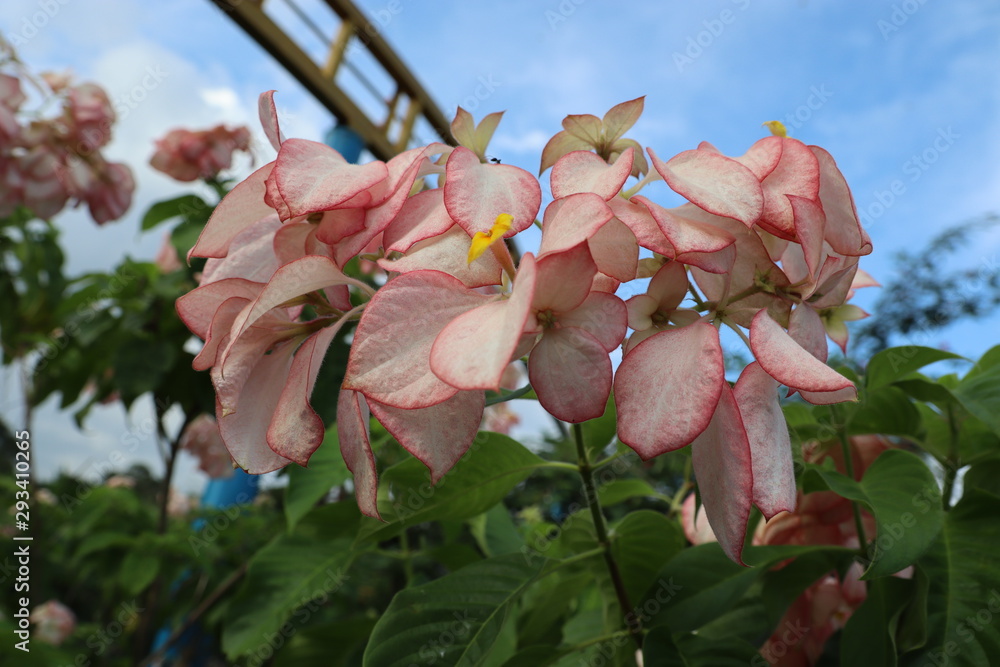 Pink Mussaenda flower,Mussaenda Dona a genus of flowering plantsin the ...