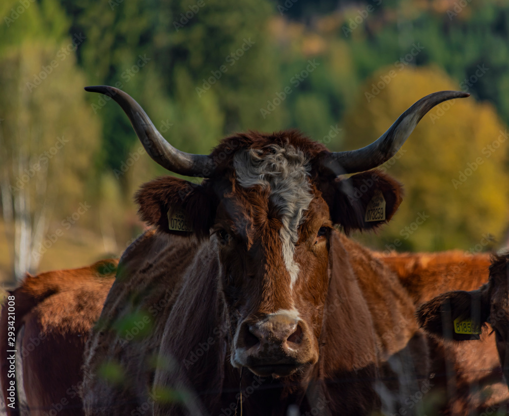 Cows with horns in color autumn color sunny morning in Sumava national ...