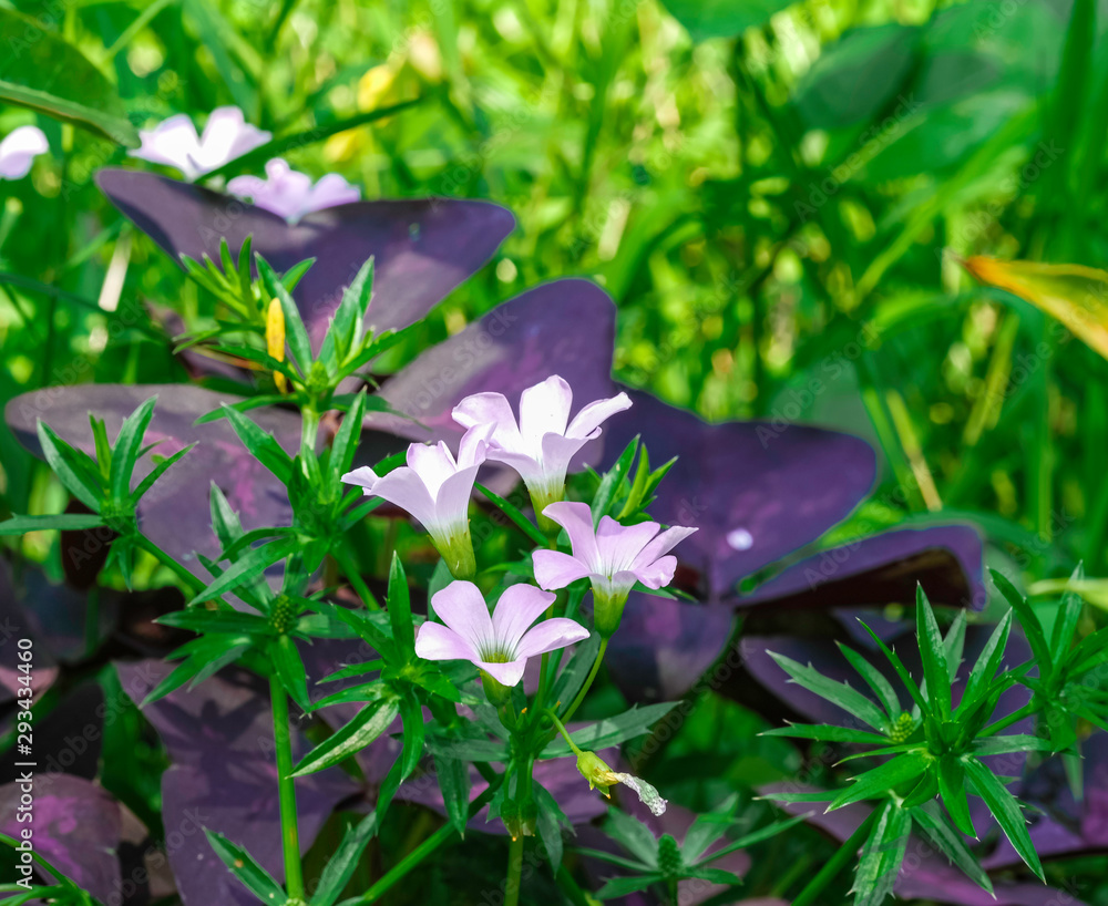 Oxalis triangularis purple flower and butterfly shape leaves. Beautiful ...