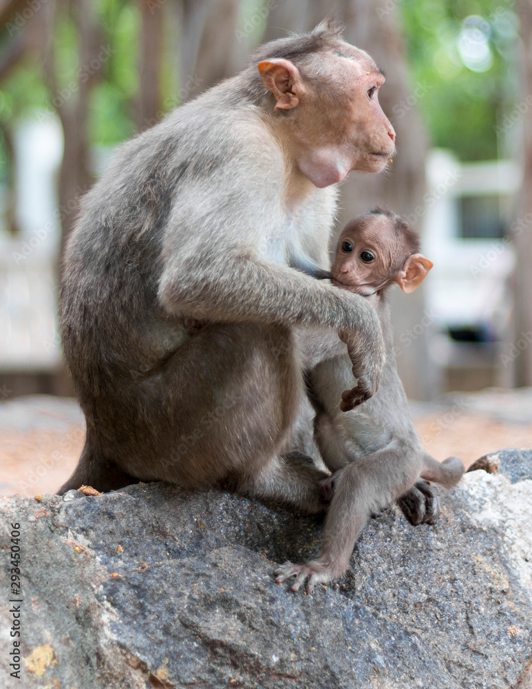 baby monkey breastfeeding on female monkey sitting on a wall in a ...