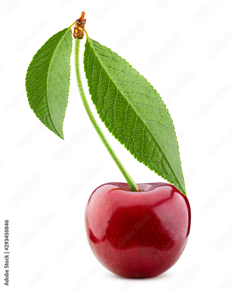 cherry isolated on white background, full depth of field, clipping path ...