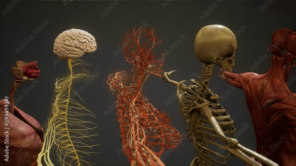 Animated 3D human anatomy illustration Stock Video | Adobe Stock