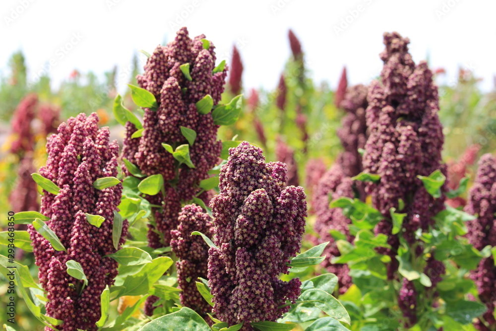 Planta de quinua Stock Photo | Adobe Stock