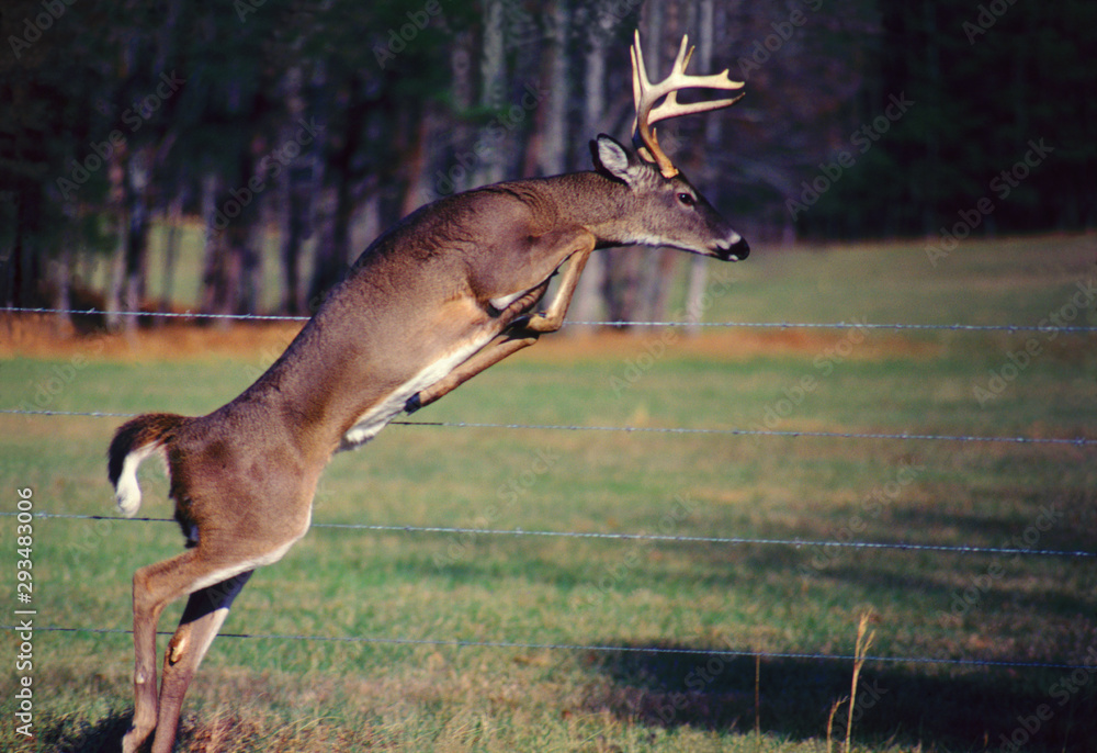 Leaping Buck, Cades Cove, Great Smoky Mountains National Park ...