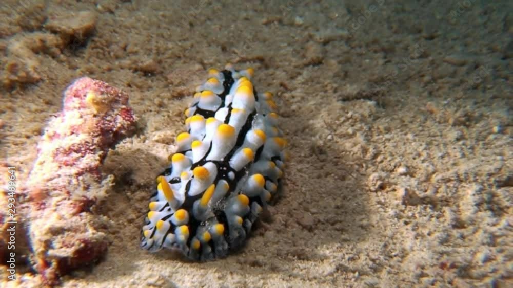 Multicolored nudibranch phyllidie mollusc sea slug with round on seabed ...