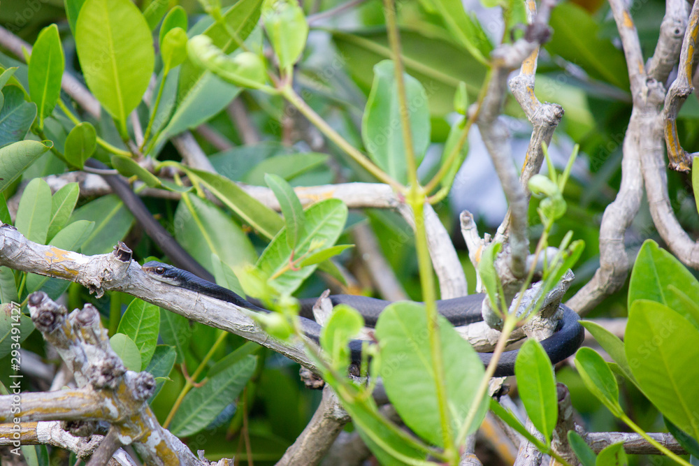 black racer snake hidden in tree Stock Photo | Adobe Stock