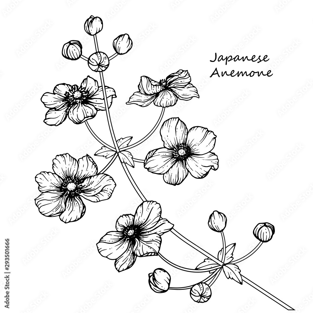 Drawings Of Japanese Flowers