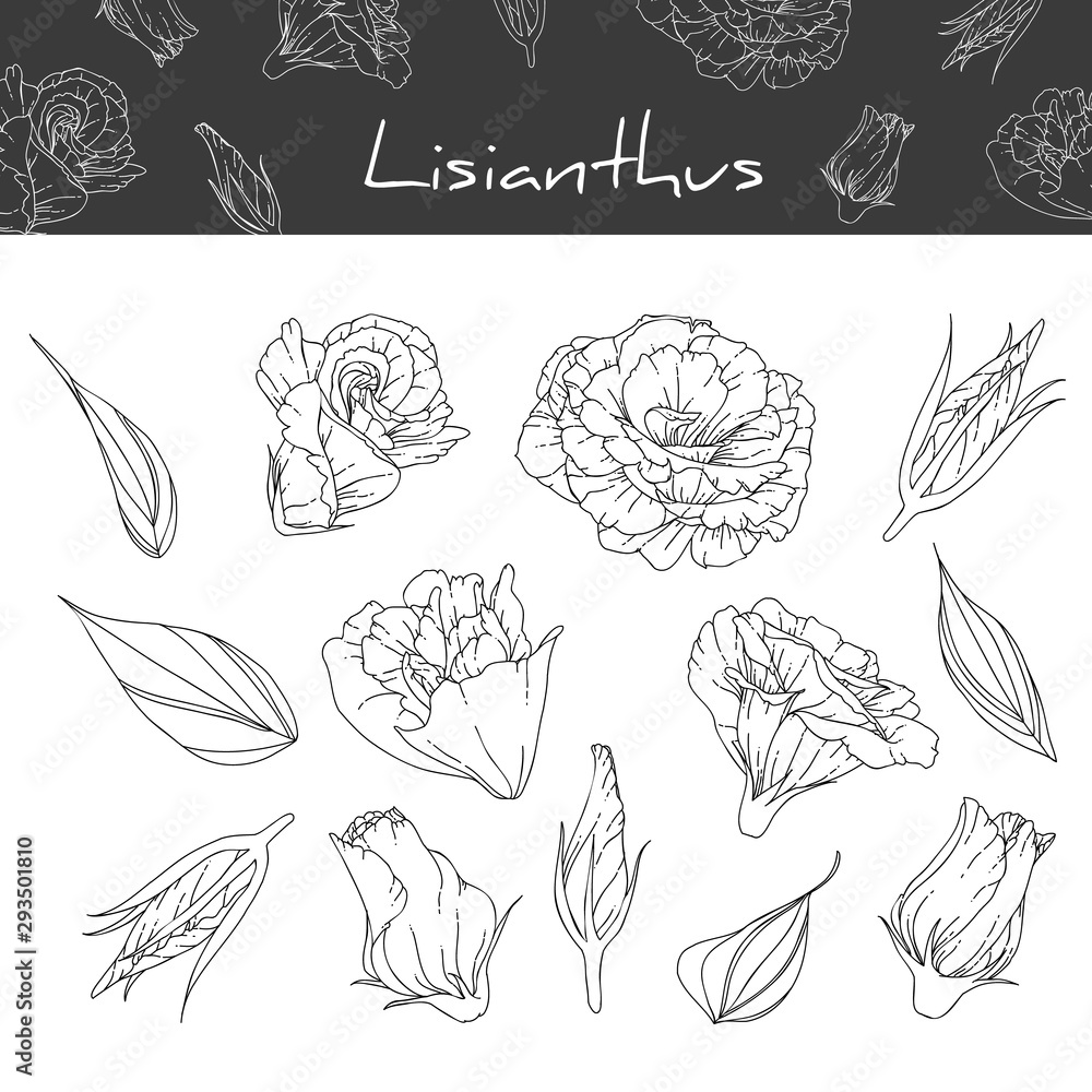 Sketch Floral Botany Collection. Lisianthus flower drawings. Black and ...