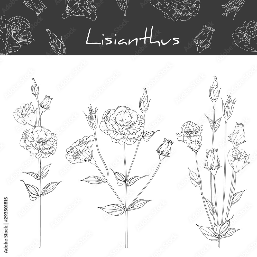 Sketch Floral Botany Collection. Lisianthus flower drawings. Black and ...