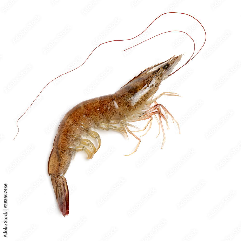 Raw shrimp isolated on white background Stock Photo | Adobe Stock