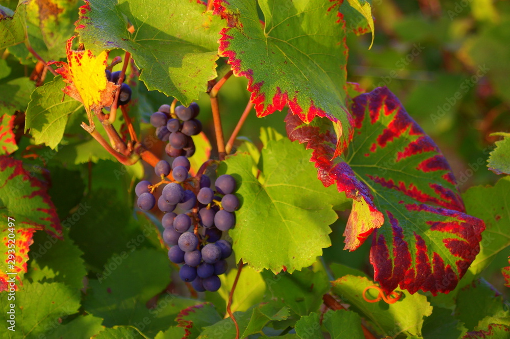 une grappe de raisin et des feuilles de vigne Stock Photo | Adobe Stock