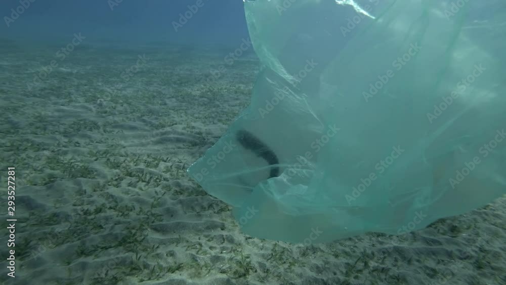 Seahorse trapped in plastic bag and drifts over sea bottom. Plastic ...