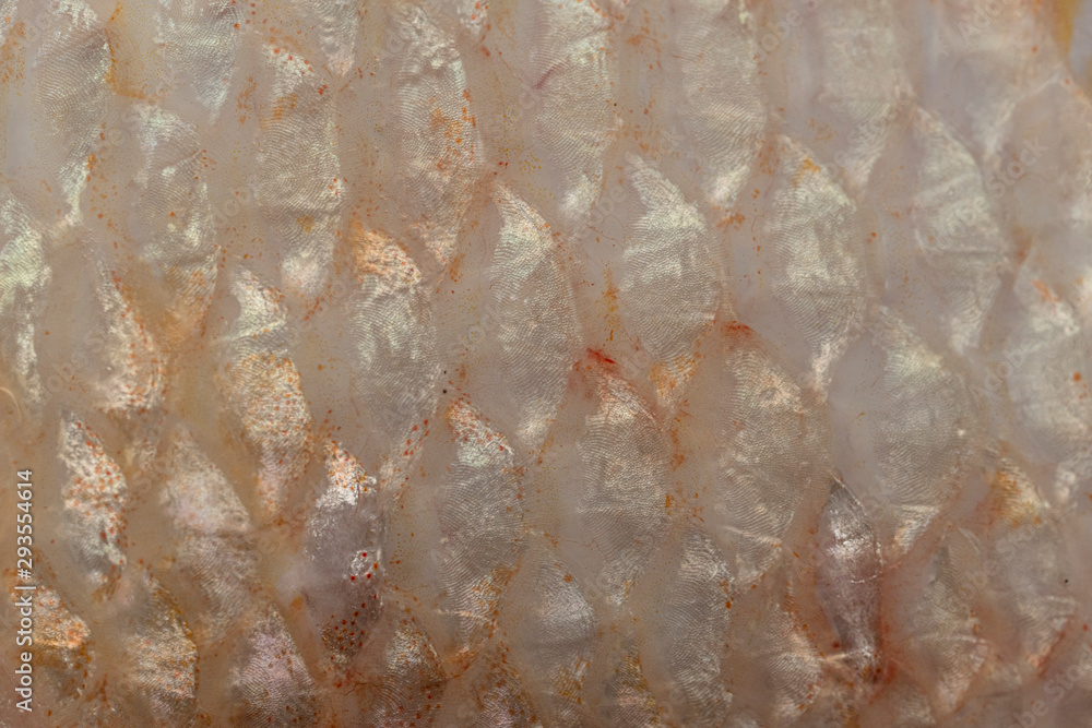 Texture of fish scales (Oreochromis niloticus),(Nile tiapia) Stock ...