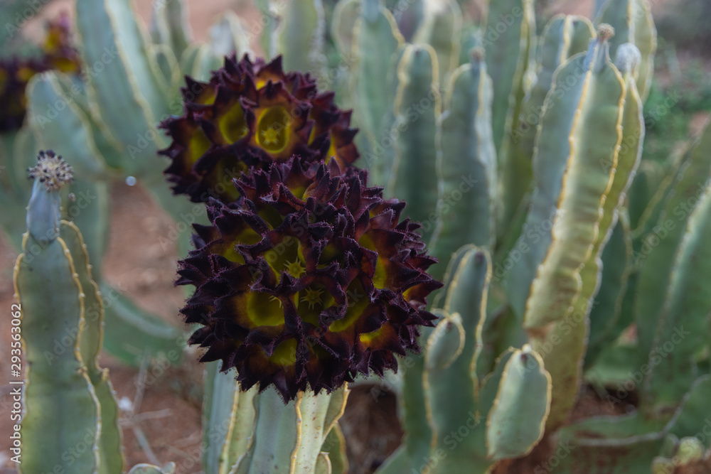 Caralluma speciosa cactus blooming, Omo valley, Ethiopia Stock Photo ...