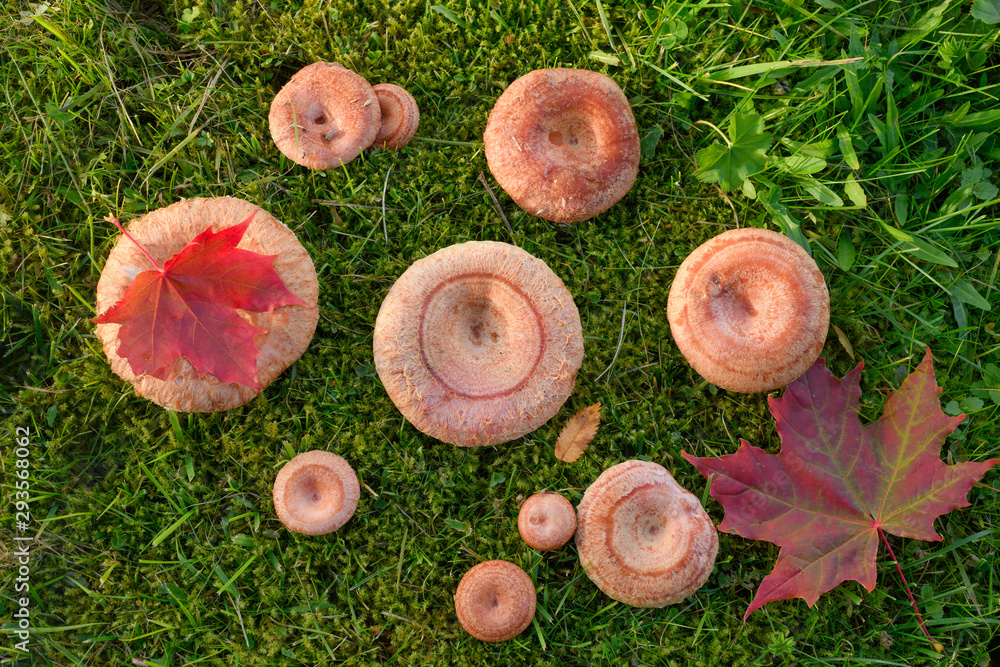 Foto de Ten beautiful woolly milkcaps (Lactarius torminosus) are ...