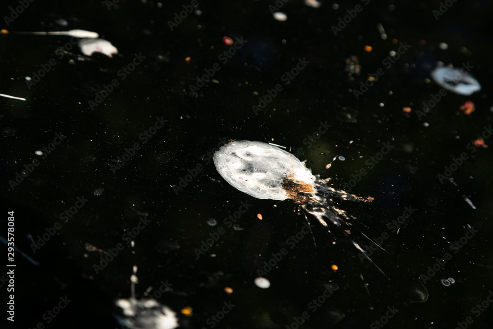 Loads of bird poop on top of the car. Dark hood of the car and front ...