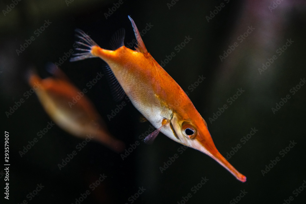 Pink snipefish - Macroramphosus scolopax. Also known as Snipe Trumpet ...