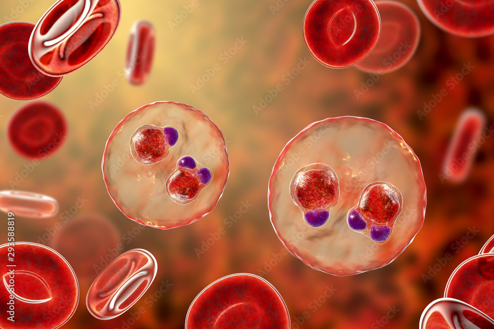 The malaria-infected red blood cells. 3D illustration showing ring-form ...
