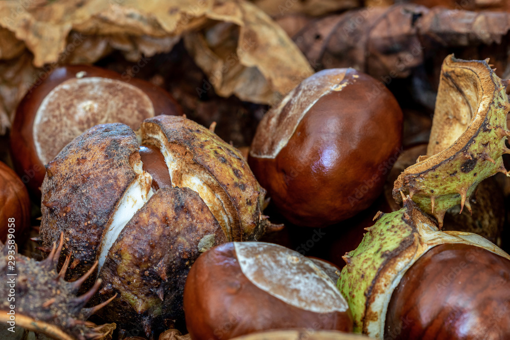 Conker Nut