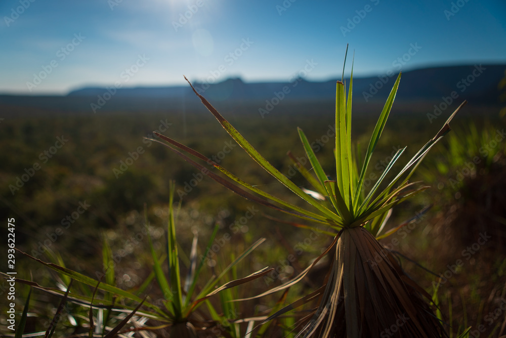 The Cerrado biome is a Brazilian savanna that is threatened by ...